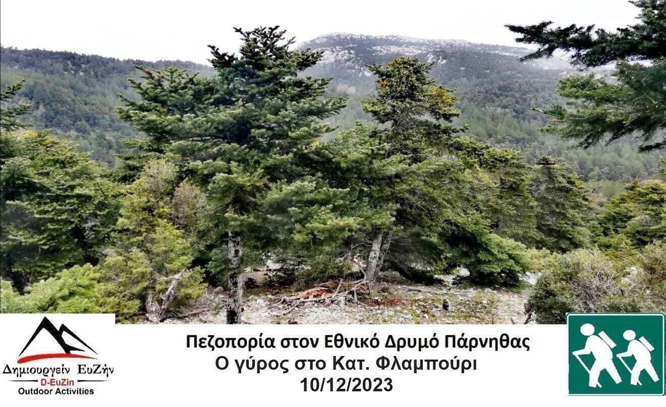 10/12/2023 Πεζοπορία ο γύρος στο Φλαμπούρι Εθνικό Δρυμό Πάρνηθας - D-EuZin