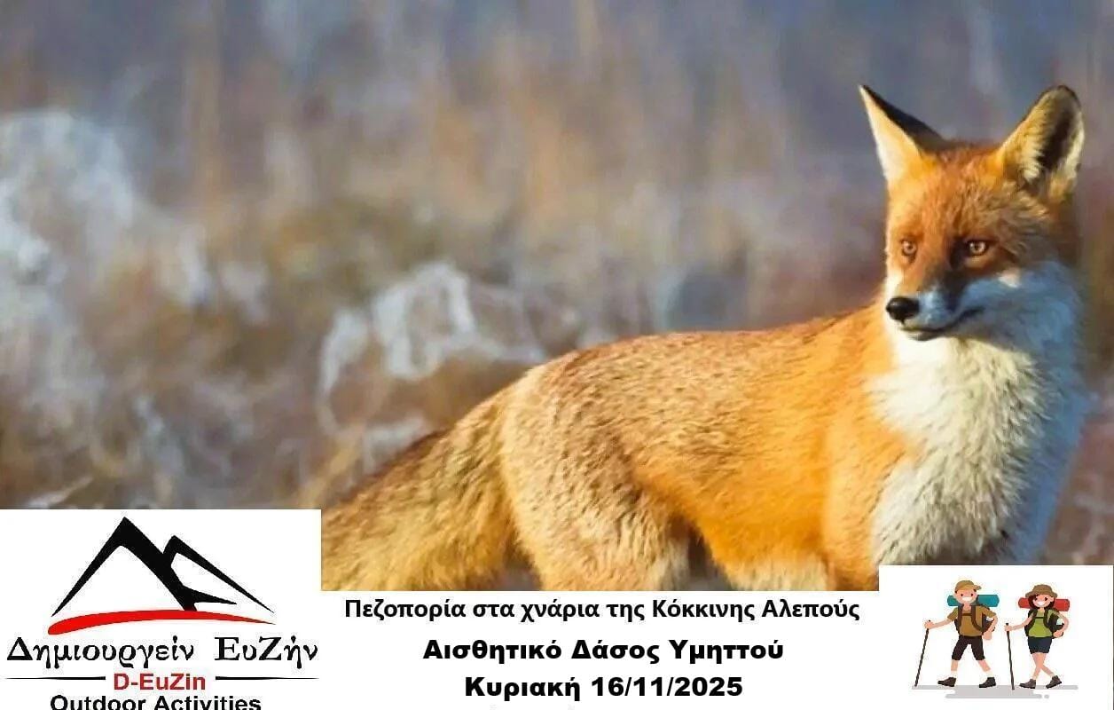 16/11/2025 Πεζοπορία στα χνάρια της Kόκκινης Αλεπούς + μάθημα ΤΑΙ-CHI ...